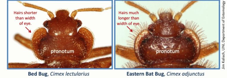 Differences of the common bed bug and bat bugs – Urban IPM SoCal